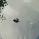 Largo Nature Preserve Loop, Florida - 368 Reviews, Map | AllTrails