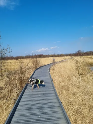 Best Hikes and Trails in Cors Caron National Nature Reserve | AllTrails