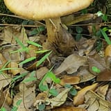 Richloam Wildlife Management Area, Florida - 61 Reviews, Map | AllTrails
