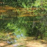 Richloam Wildlife Management Area, Florida - 61 Reviews, Map | AllTrails