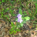 Richloam Wildlife Management Area, Florida - 61 Reviews, Map | AllTrails