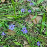 Richloam Wildlife Management Area, Florida - 61 Reviews, Map | AllTrails
