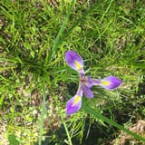 Richloam Wildlife Management Area, Florida - 61 Reviews, Map | AllTrails