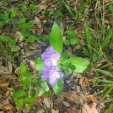 Richloam Wildlife Management Area, Florida - 61 Reviews, Map | AllTrails