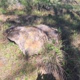 Richloam Wildlife Management Area, Florida - 61 Reviews, Map | AllTrails