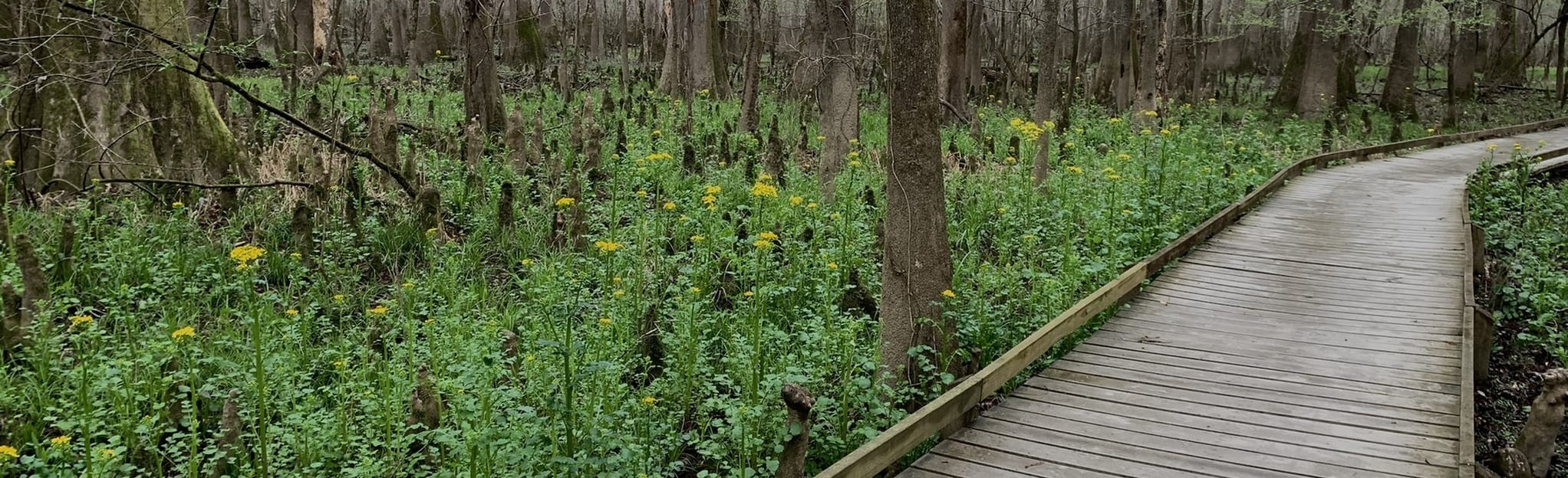Boardwalk Loop Trail, South Carolina - 2,169 Reviews, Map | AllTrails