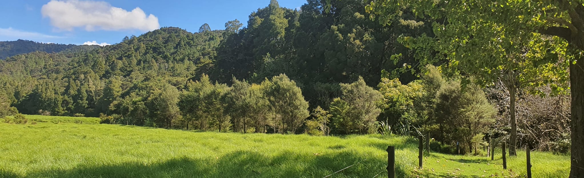 Tanekaha Loop, Northland, New Zealand - 69 Reviews, Map | AllTrails