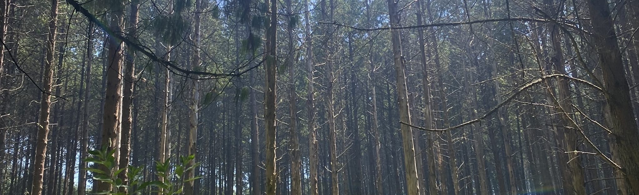 Broederstroom Forest Trail: 3 Fotos - Limpopo, Südafrika | AllTrails