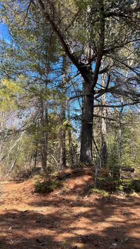 Best Hikes and Trails in Rines Wetlands and Wildlife Preserve | AllTrails