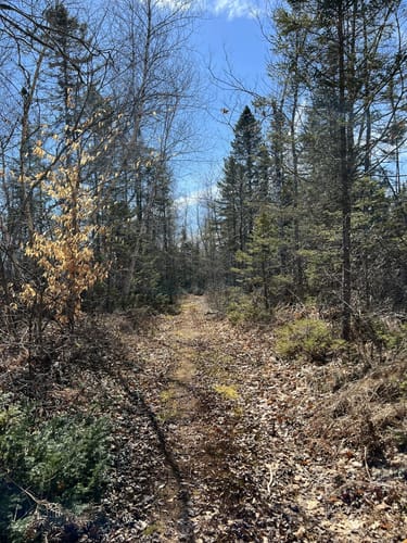 Best Hikes and Trails in Rines Wetlands and Wildlife Preserve | AllTrails