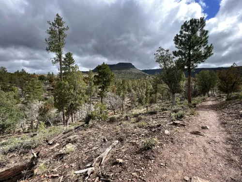 10 Best Trails and Hikes in Happy Jack | AllTrails