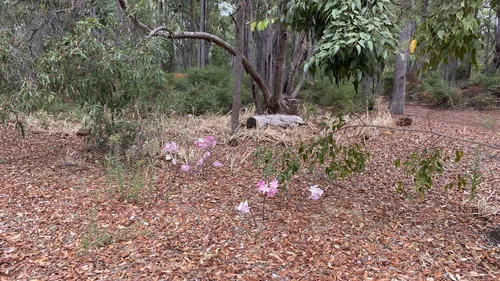 Best Hikes and Trails in Dwellingup State Forest | AllTrails