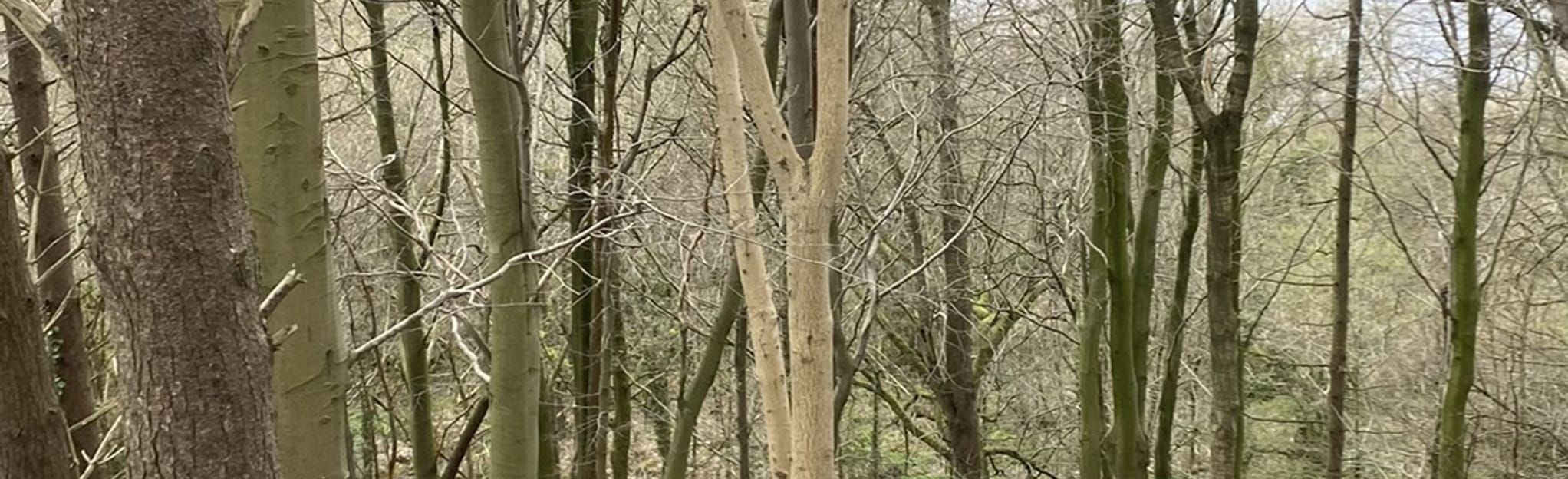 Mountsandel Wood Circular | Map, Guide - Londonderry, Northern Ireland ...