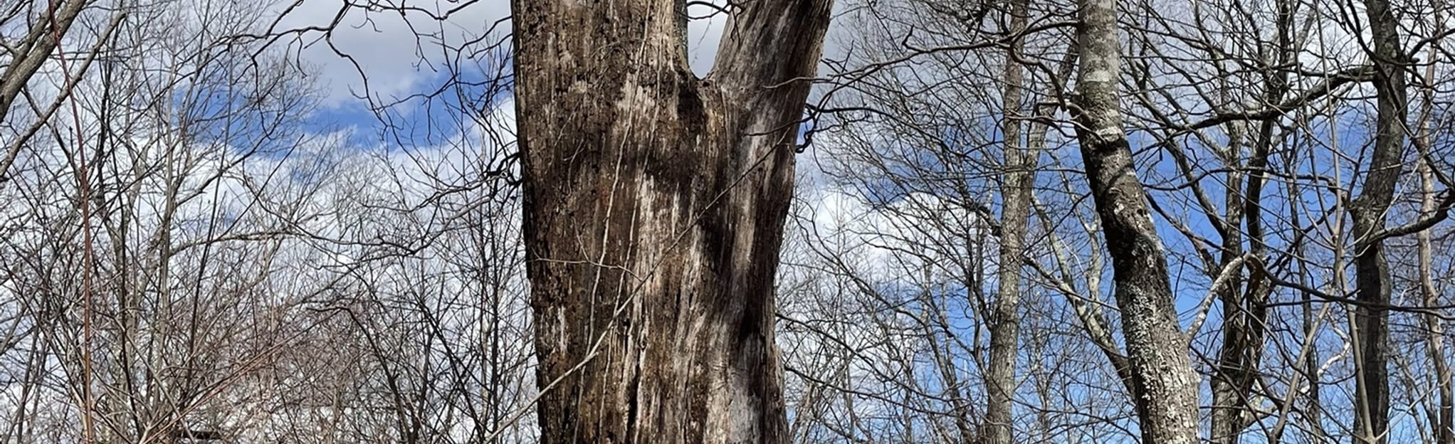 Double Head Trail via Blue Ridge Parkway: 23 Reviews, Map - North ...