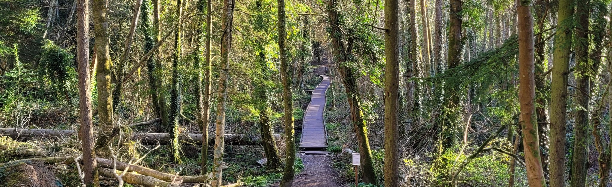 Castle Dock Woods, Pembrokeshire, Wales - 9 Reviews, Map | AllTrails