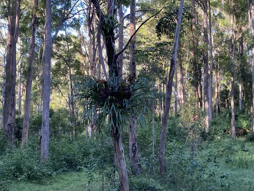 10 Best Trails and Hikes in Mount Glorious | AllTrails