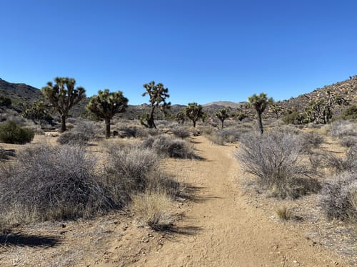 2023 Best 10 Off Road Driving Trails in Joshua Tree National Park ...