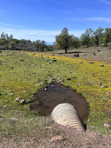Best Hikes and Trails in Lake Red Bluff Recreation Area | AllTrails