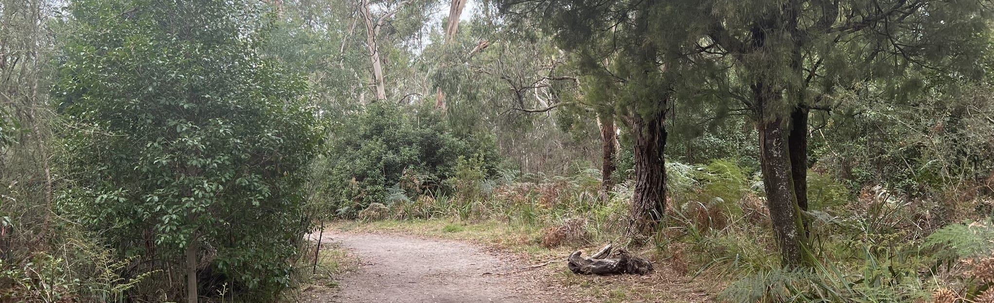 Beaconsfield Flora and Fauna Reserve, Victoria, Australia - 29 Reviews ...