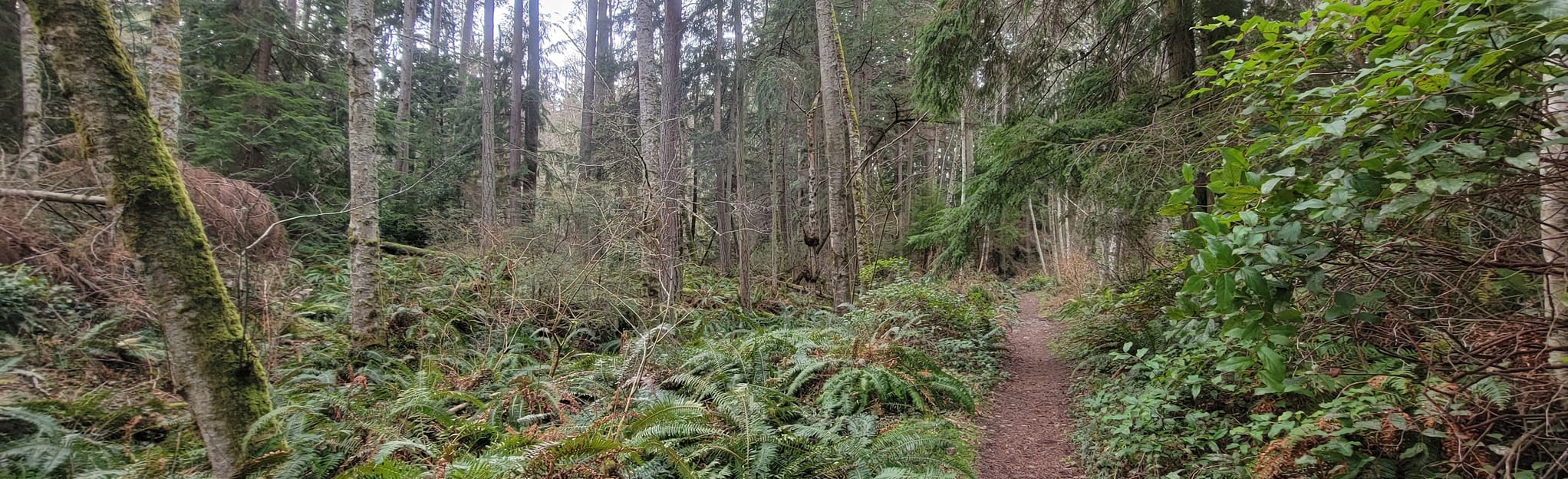 Trillium Forest from Bounty Loop Trailhead: 97 Reviews, Map ...