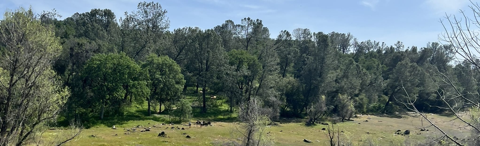 Red Bank to Brown's Ravine Trail, California - 1,224 Reviews, Map ...