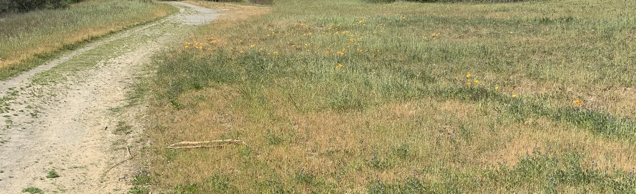 Crystal Springs Trail, California - 81 Reviews, Map | AllTrails