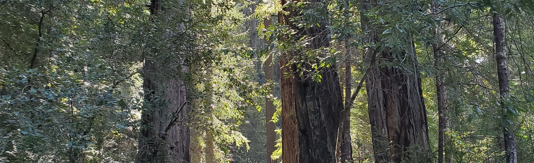 Black Oak Mountain Trail, California - 7 Reviews, Map | AllTrails
