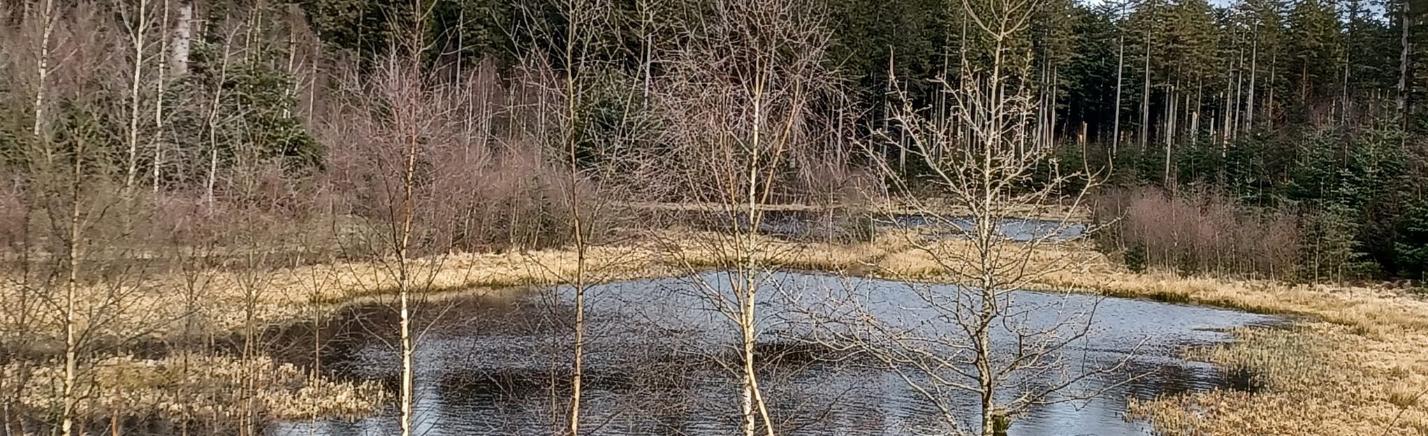 Vedsted Skov - Nørreskoven, North Denmark Region, Denmark - 5 Reviews ...