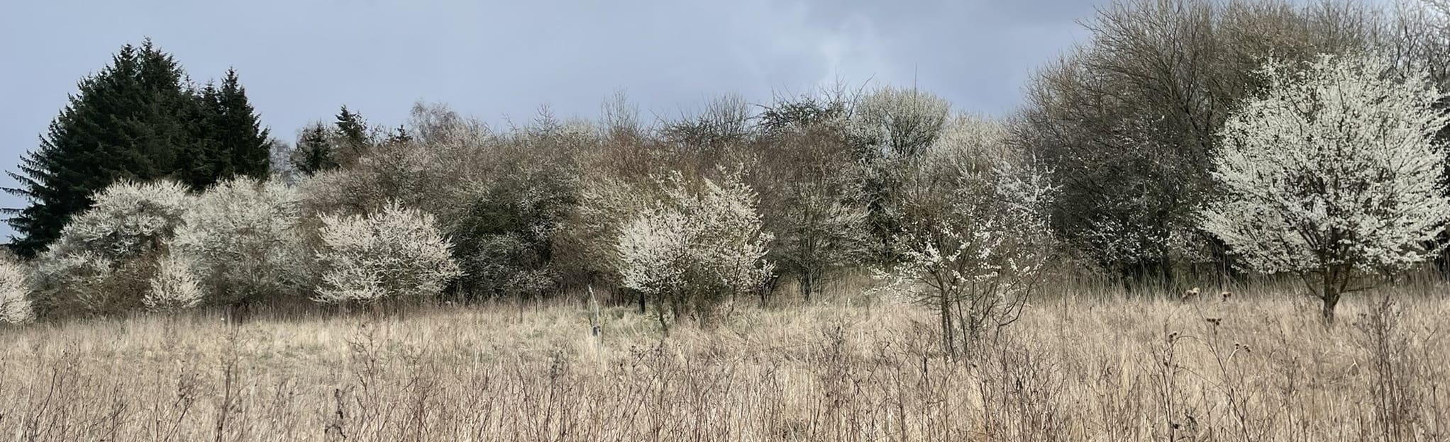 Kirkendrup Skov - Broby Sø: 7 Reviews, Map - Region of Southern Denmark ...