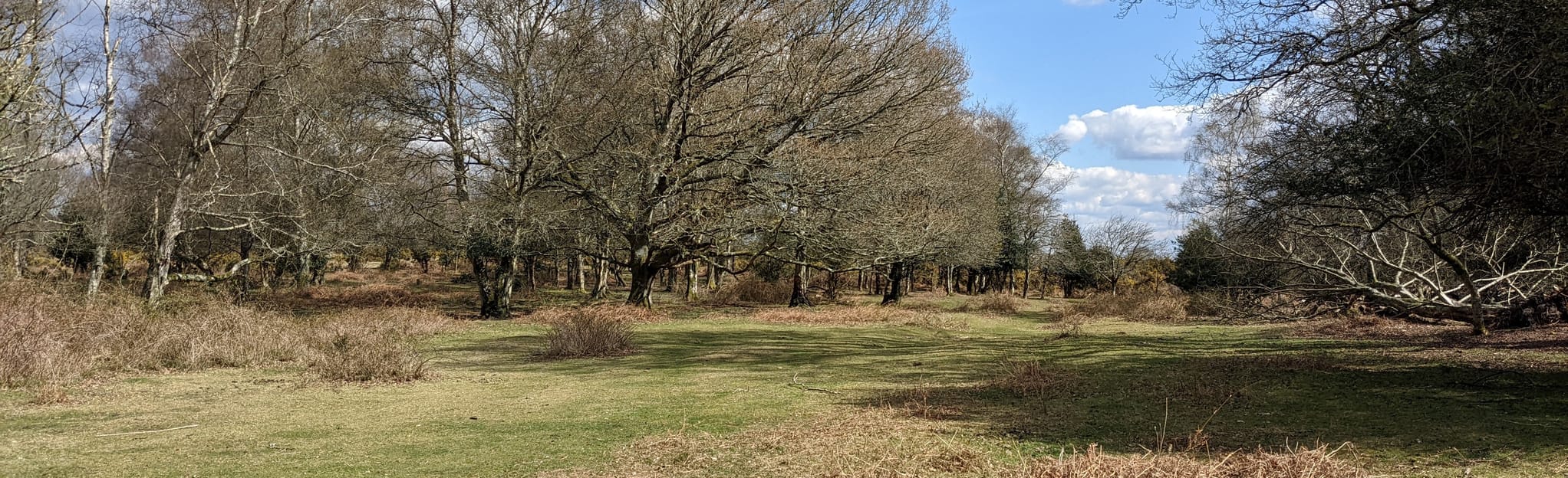 Copythorne, Cadnam Common and Stagbury Mount Circular: 16 Fotos ...