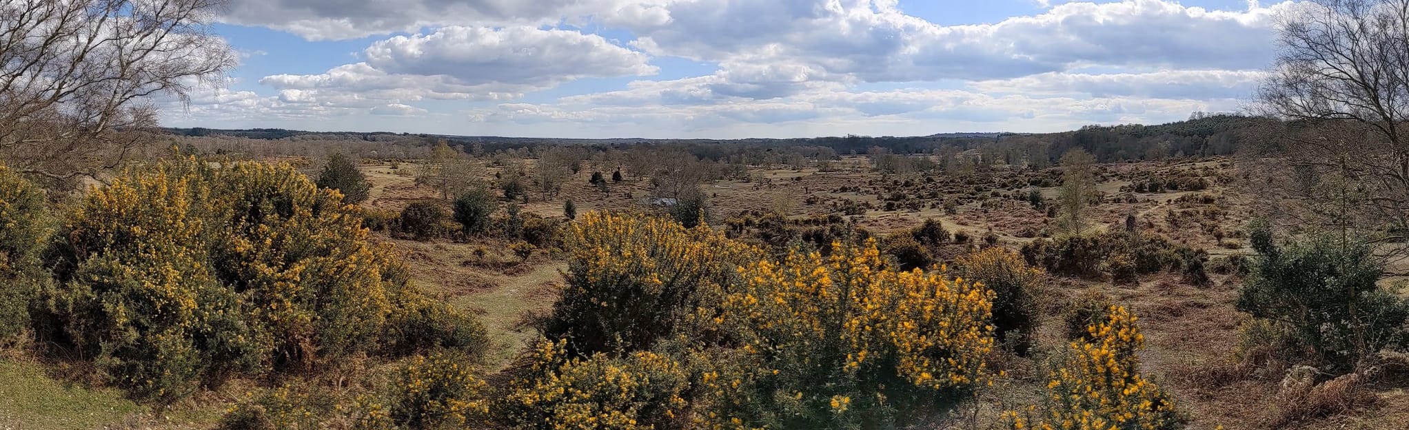 Cadnam Common Circular: 31 Fotos - Hampshire, Inglaterra | AllTrails