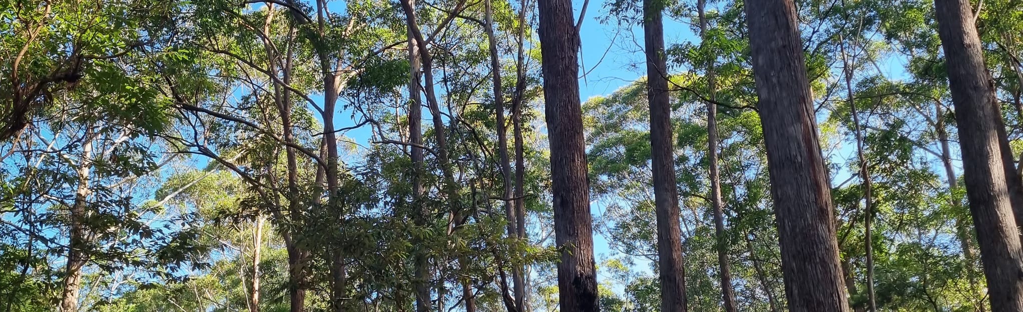 Main Ridge Track, Queensland, Australia - 2 Reviews, Map | AllTrails