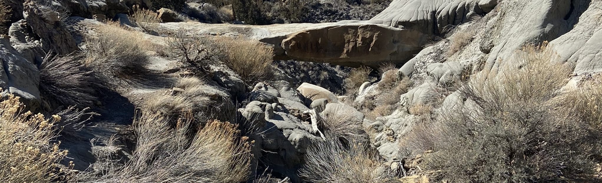 Cap Rock Trail: 117 Reviews, Map - Montana | AllTrails