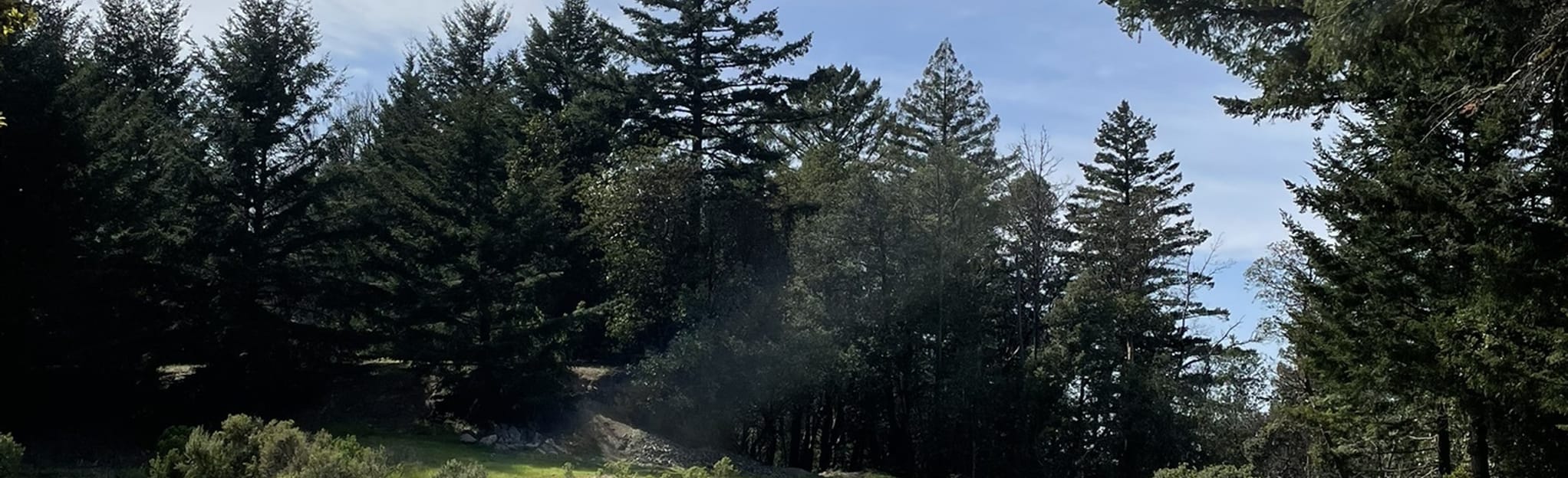 Tafoni and Fir Trail: 1,255 Reviews, Map - California | AllTrails