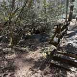 Duncan Ridge Trail, Georgia - 71 Reviews, Map | AllTrails