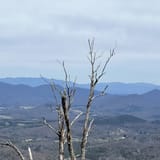 Duncan Ridge Trail, Georgia - 71 Reviews, Map | AllTrails