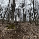 Duncan Ridge Trail, Georgia - 71 Reviews, Map | AllTrails