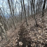 Duncan Ridge Trail, Georgia - 71 Reviews, Map | AllTrails