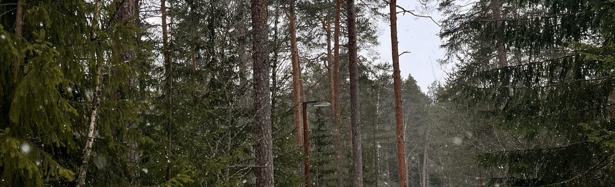 Pyynikinharju Tour | Map, Guide - Pirkanmaa, Finland | AllTrails