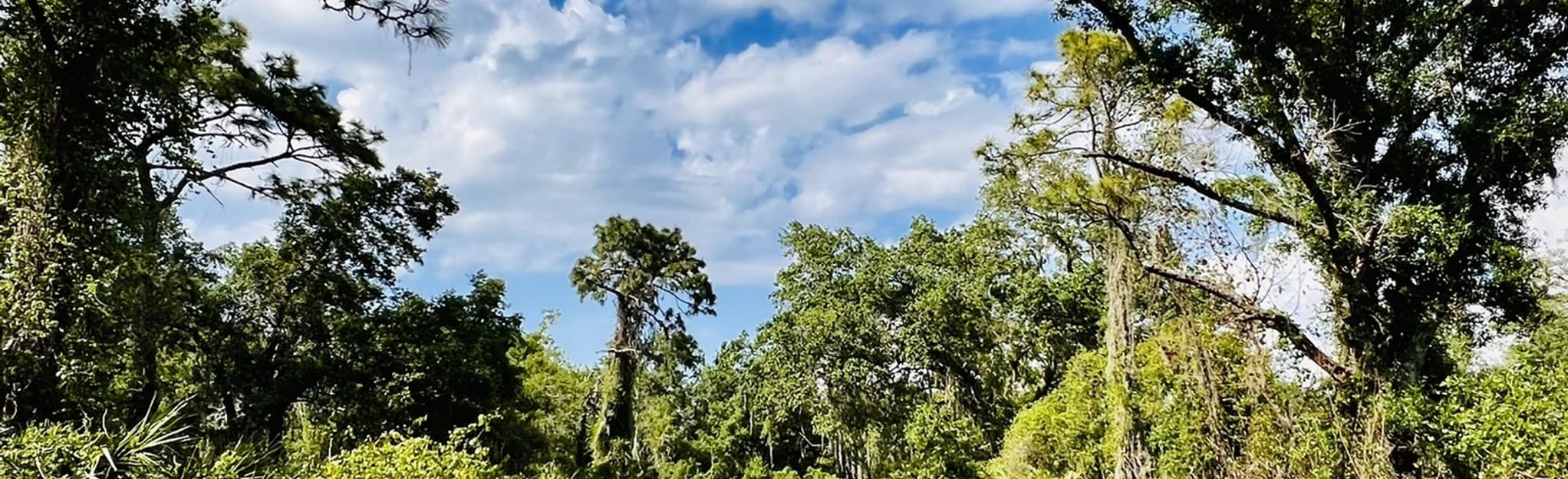Manasota Scrub Preserve Loop, Florida - 50 Reviews, Map | AllTrails