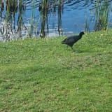 Majik Forest Walking Trail, Western Cape, South Africa - 189 Reviews ...