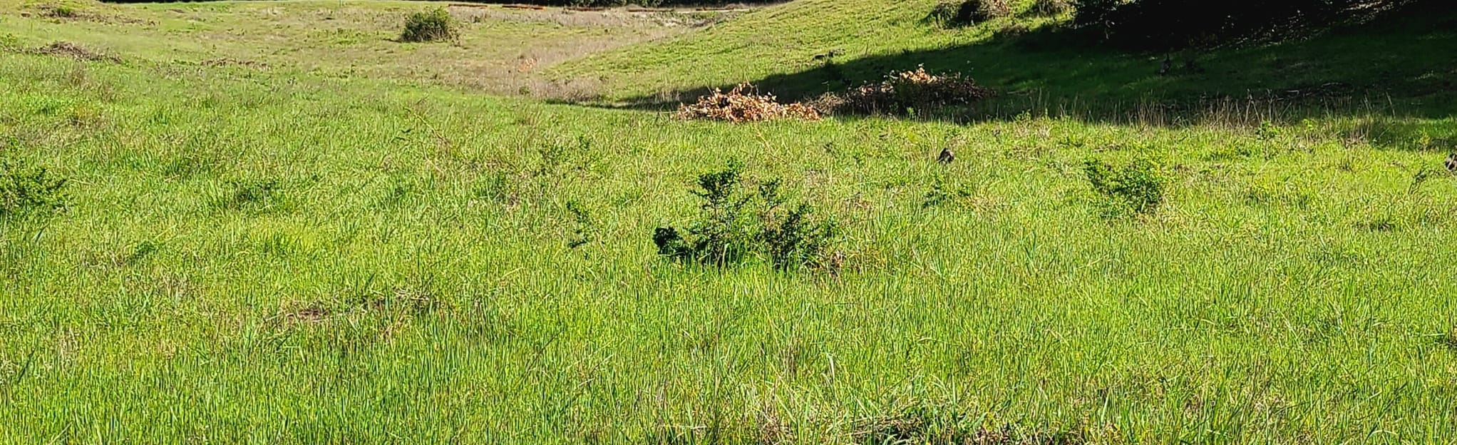 AllTrails | Tan Oak Trail, Upper Miller Trail, and Meadow Loop: 84 ...