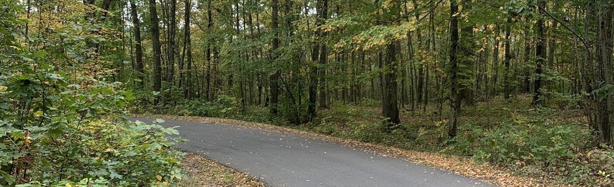 Shenipsit Forest Trail, Connecticut - 196 Reviews, Map | AllTrails