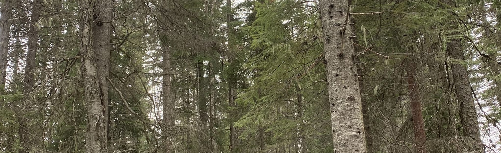 Ridge Trail, Northern Lights, and Park Avenue Loop: 5 Reviews, Map ...