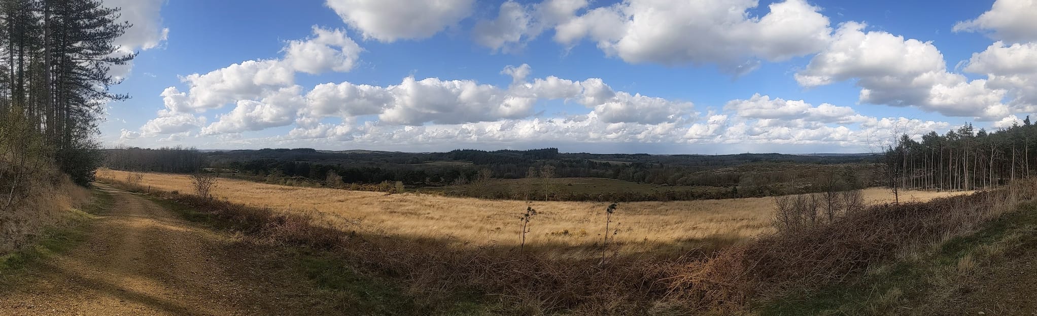 Verwood and Ring Wood Circular: 12 Reviews, Map - Dorset, England ...
