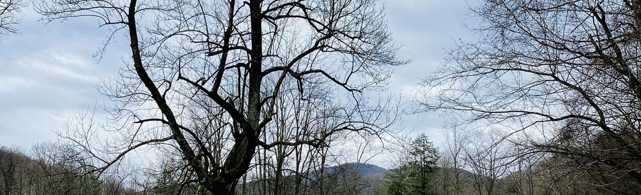 Shavers Fork River Loop, West Virginia - 44 Reviews, Map | AllTrails