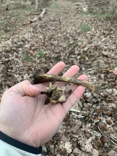 Best Hikes and Trails in Reinhardt Forest Preserve | AllTrails