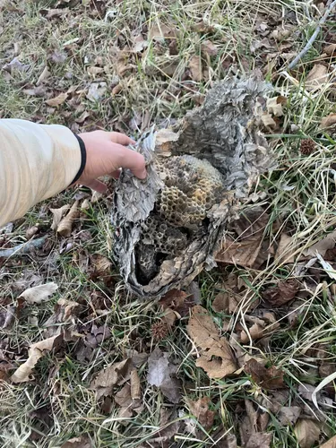 Best Hikes and Trails in Reinhardt Forest Preserve | AllTrails