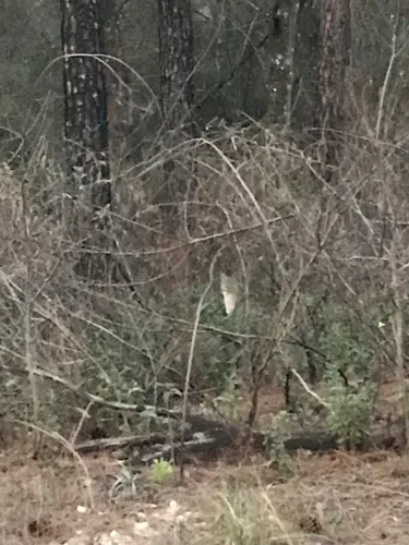 Best Hikes and Trails in Ochlockonee River Wildlife Management Area ...