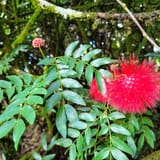 Pana’ewa Zoo and Gardens, Hawaii, Hawaii - 5 Reviews, Map | AllTrails
